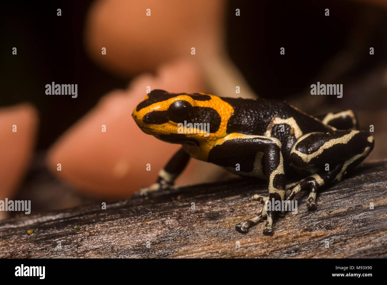 The red headed poison frog (Ranitomeya fantastica) from Peru, an ...