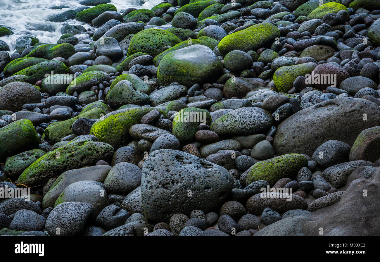 Rocks with green algae on the beach detail, Waipio Valley, Black Sand ...