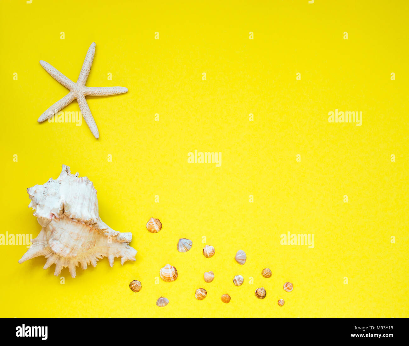 Selection of seashells and starfish arranged on yellow background. Top ...