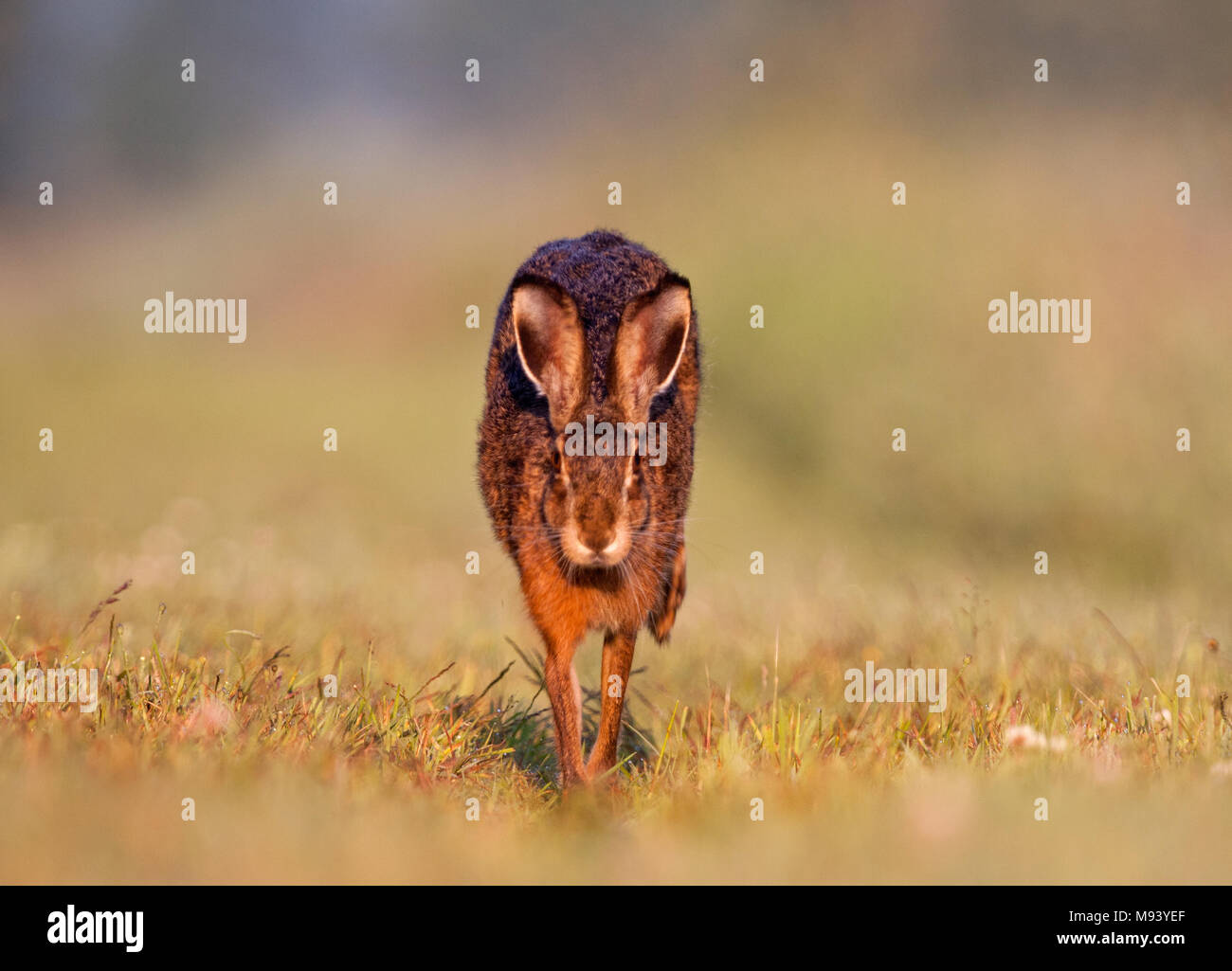 Hare running hi-res stock photography and images - Alamy