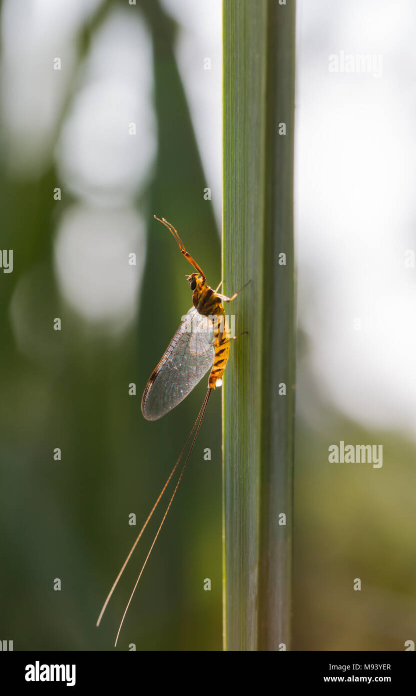 Mayfly in spring hi-res stock photography and images - Alamy