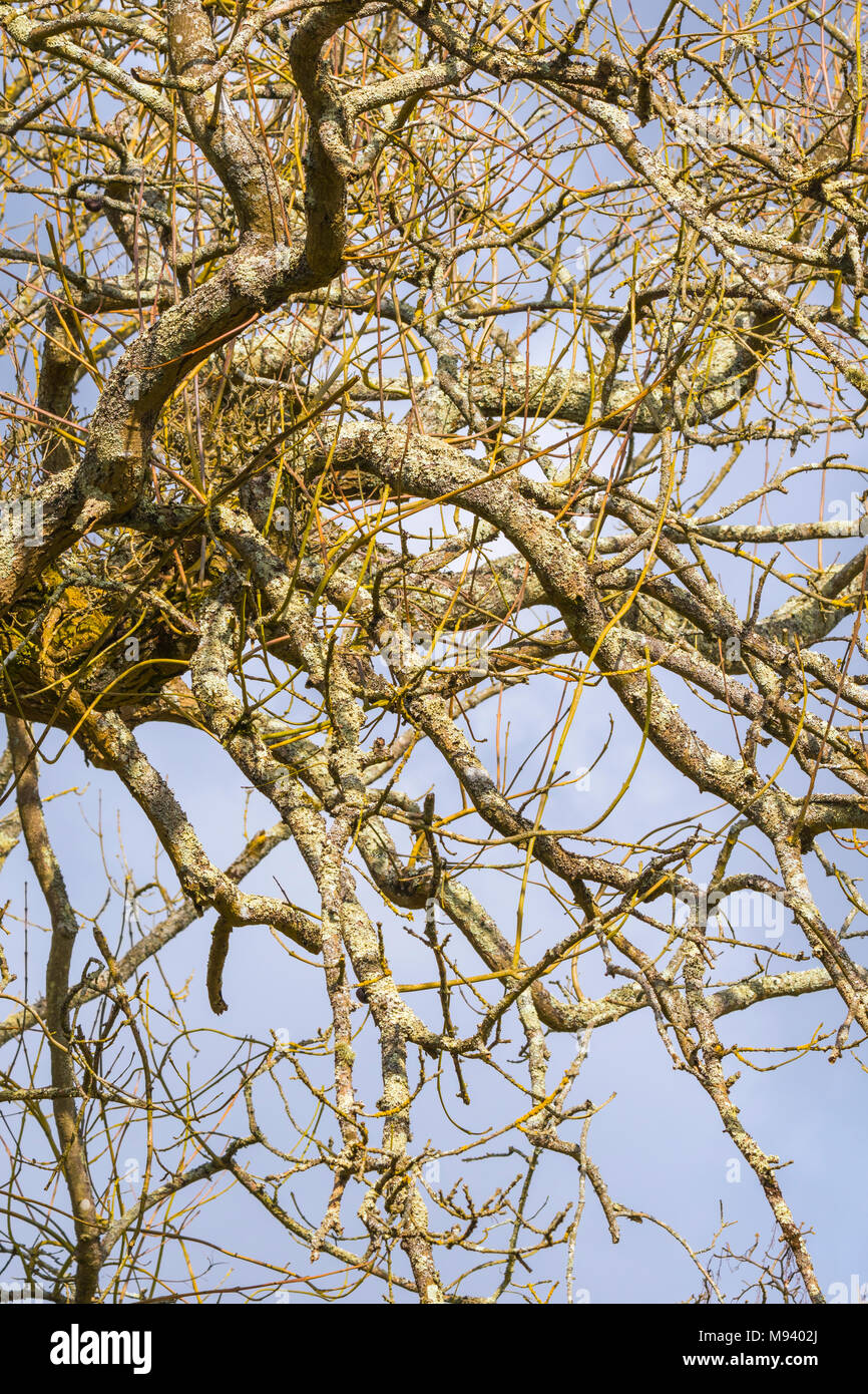 Leafless tree branches and twigs in Spring, on a deciduous tree in the ...