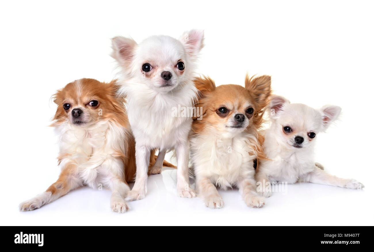 four chihuahuas in front of white background Stock Photo - Alamy