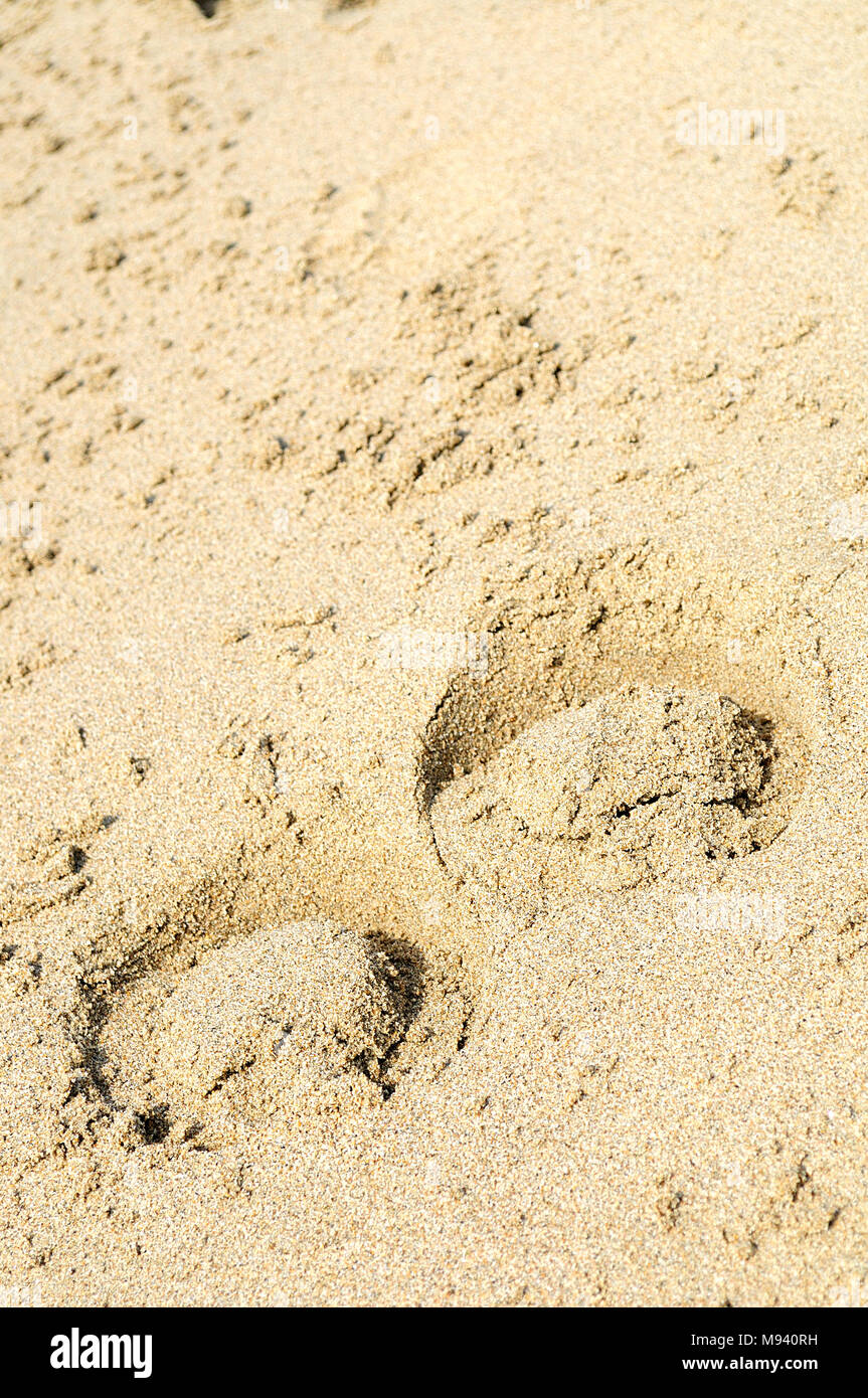 Horse Footprints High Resolution Stock Photography and Images - Alamy