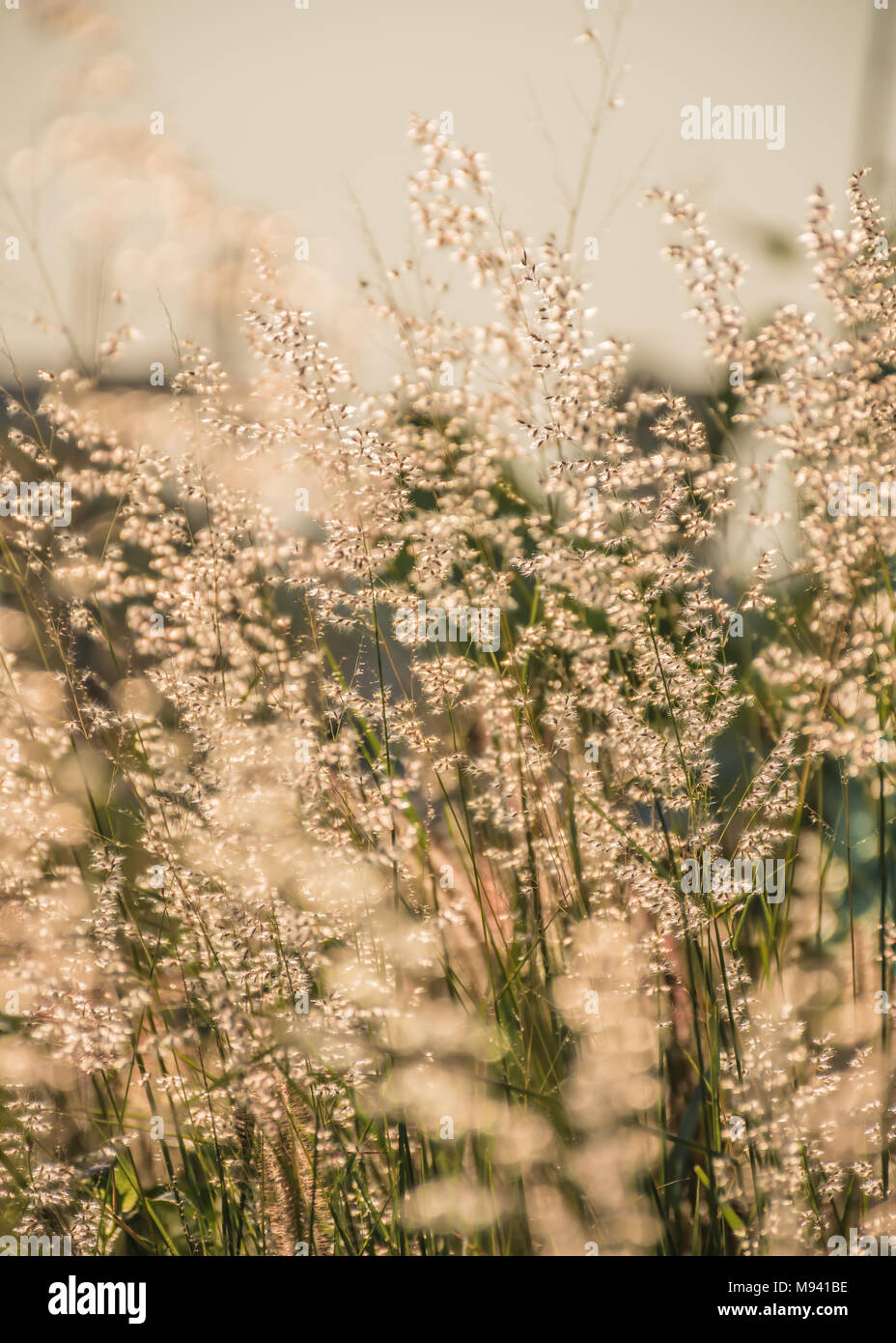 Color of grass hi-res stock photography and images - Alamy
