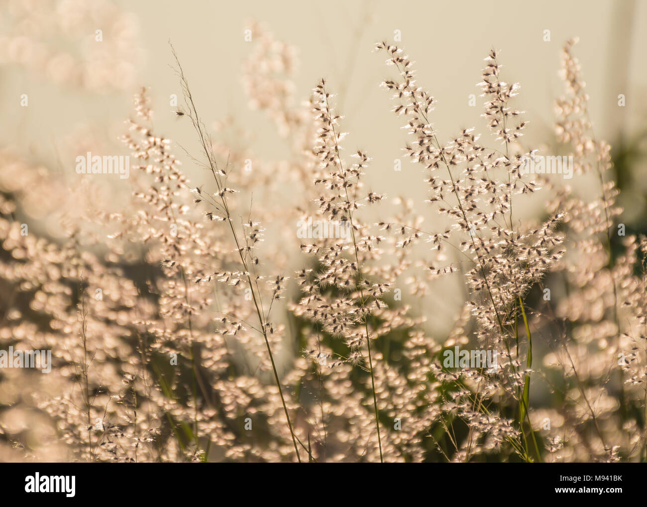 Color of grass hi-res stock photography and images - Alamy