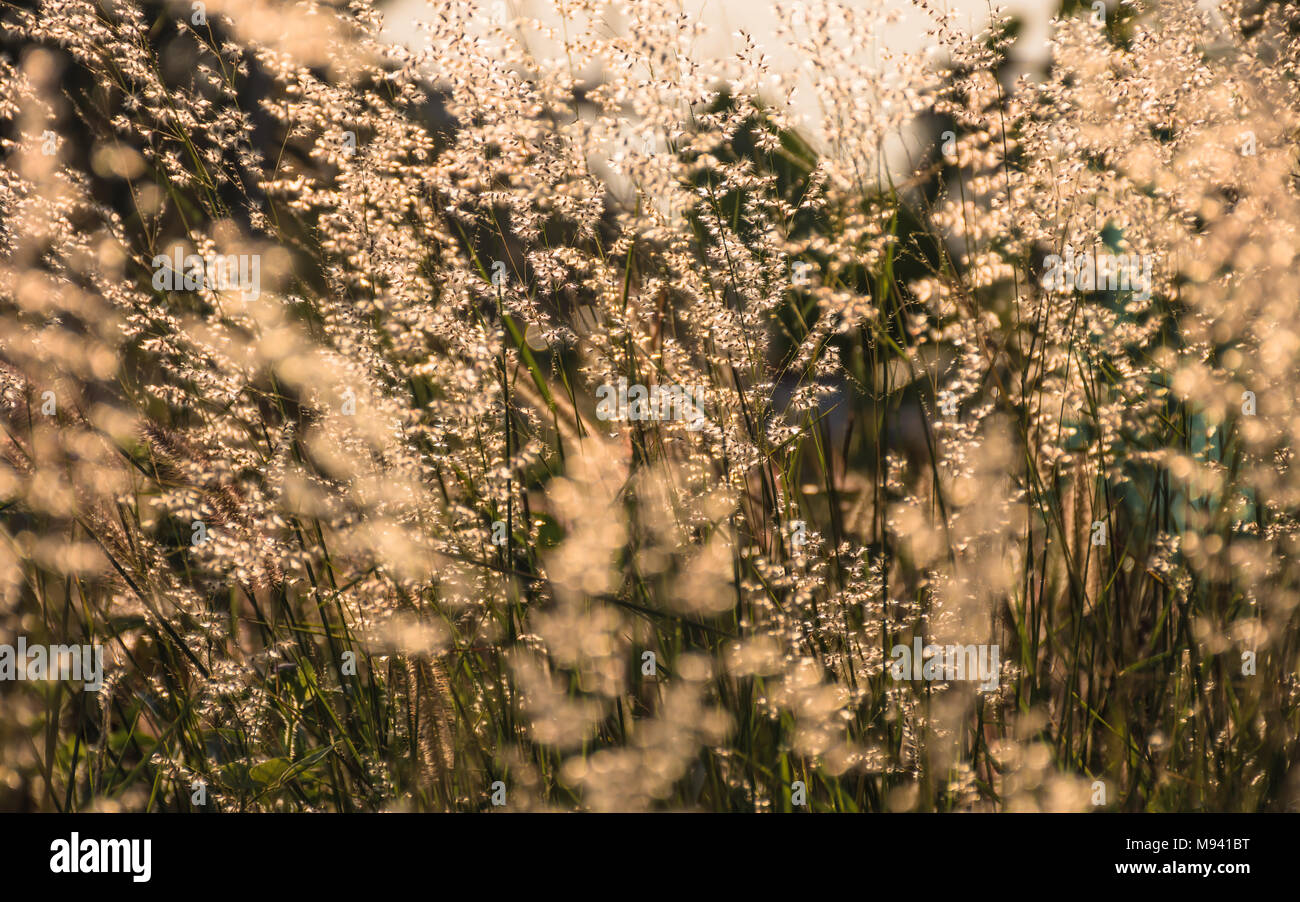 Color of grass hi-res stock photography and images - Alamy