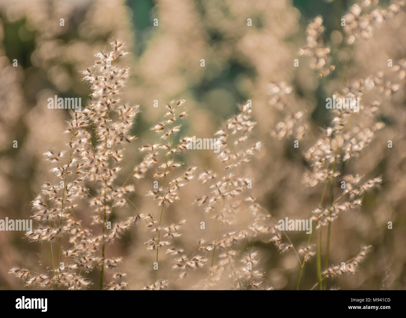 Color of grass hi-res stock photography and images - Alamy