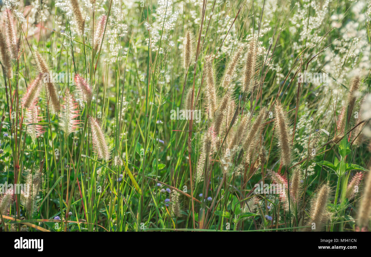 Color of grass hi-res stock photography and images - Alamy