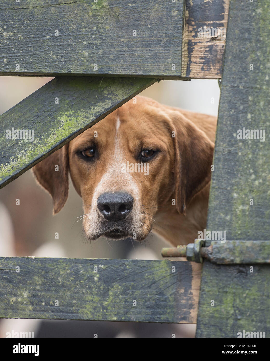 foxhound looking through gate Stock Photo - Alamy