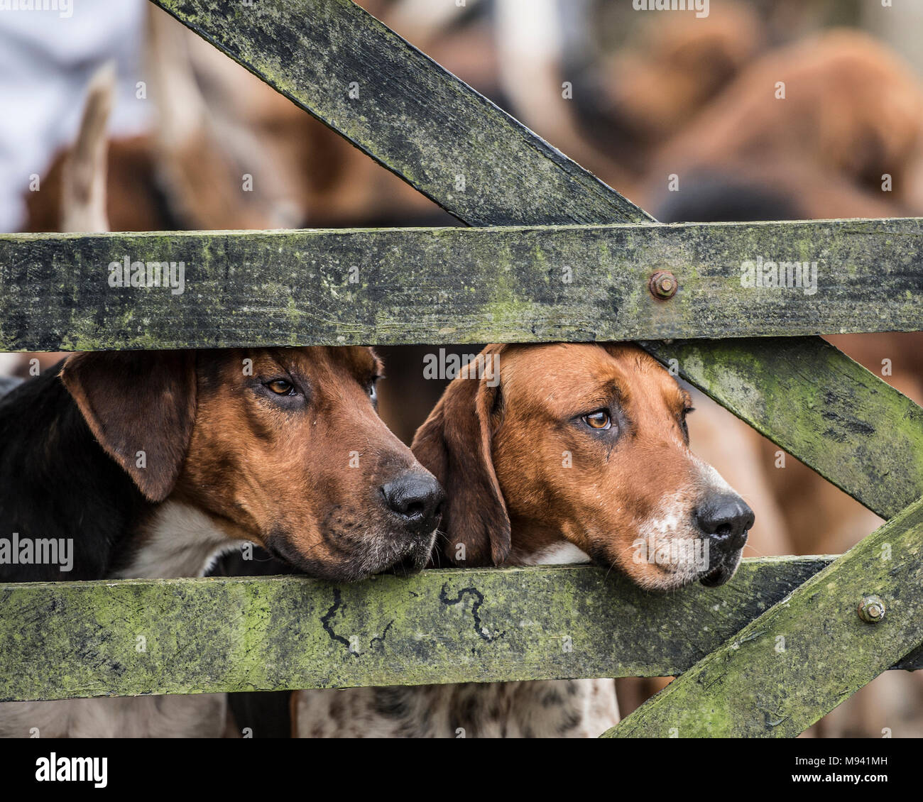 Foxhound hi-res stock photography and images - Alamy