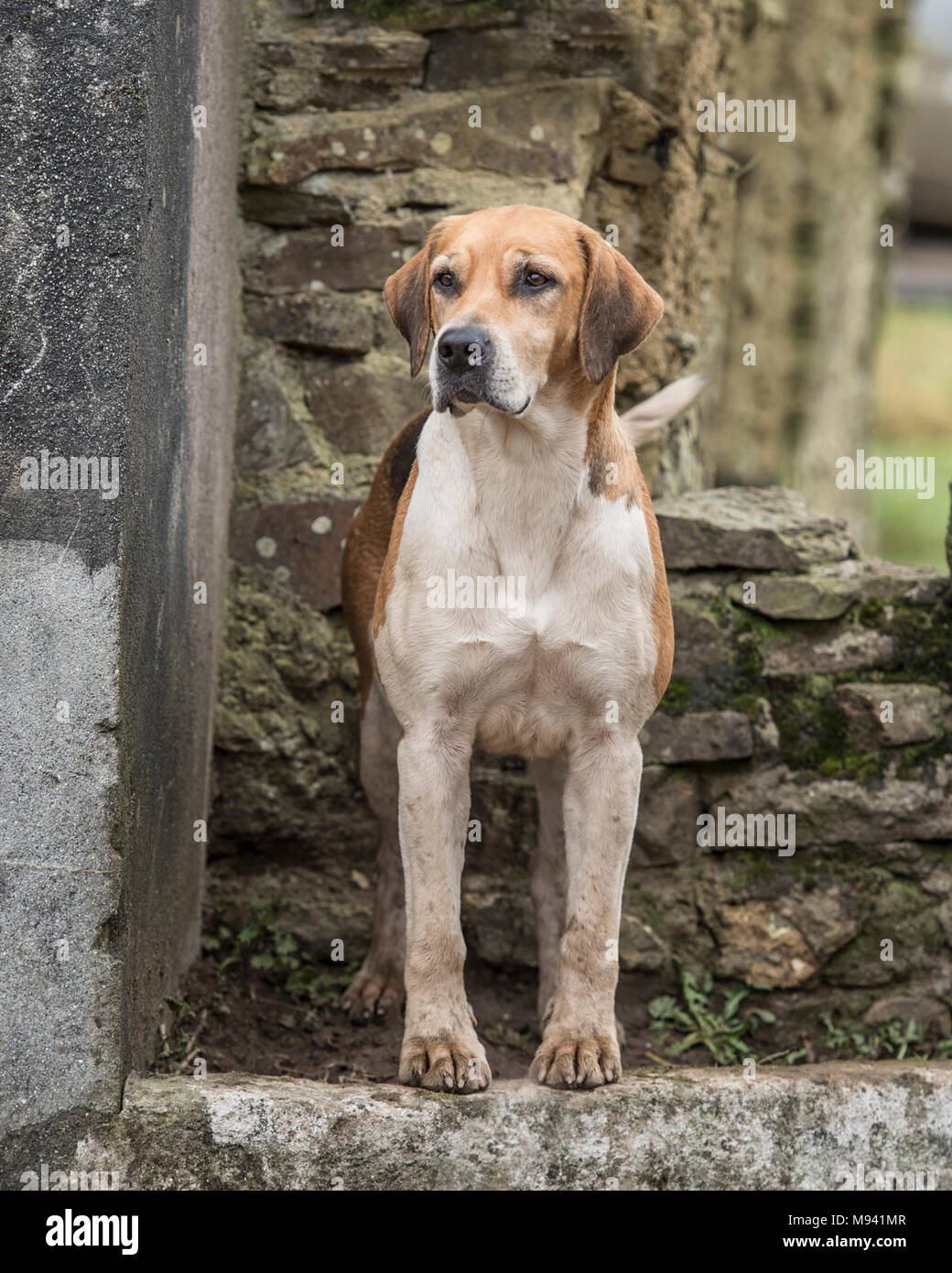 Foxhound hi-res stock photography and images - Alamy