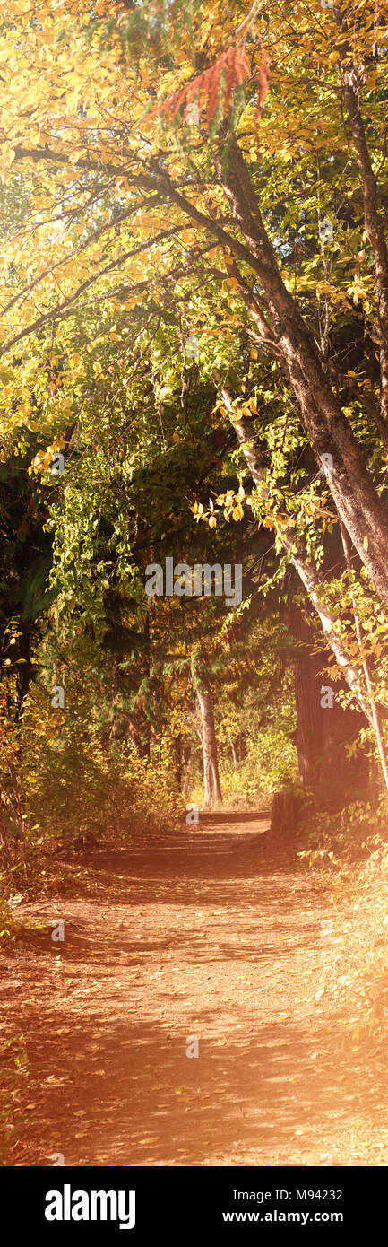 Pathway with trees in the forest Stock Photo - Alamy