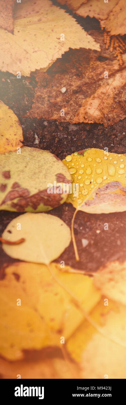 Autumn leaves fallen in the mud Stock Photo - Alamy