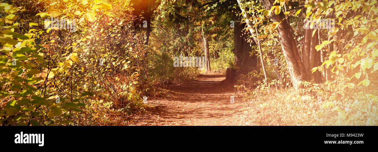 Pathway with trees in the forest Stock Photo - Alamy