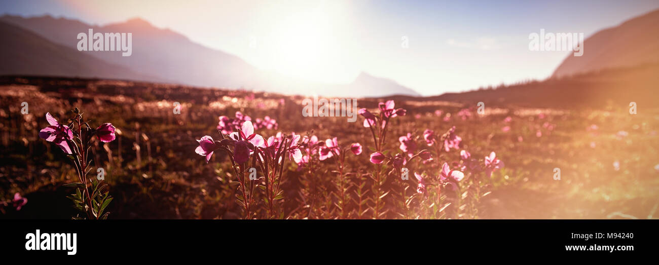 Flowers field in countryside Stock Photo - Alamy