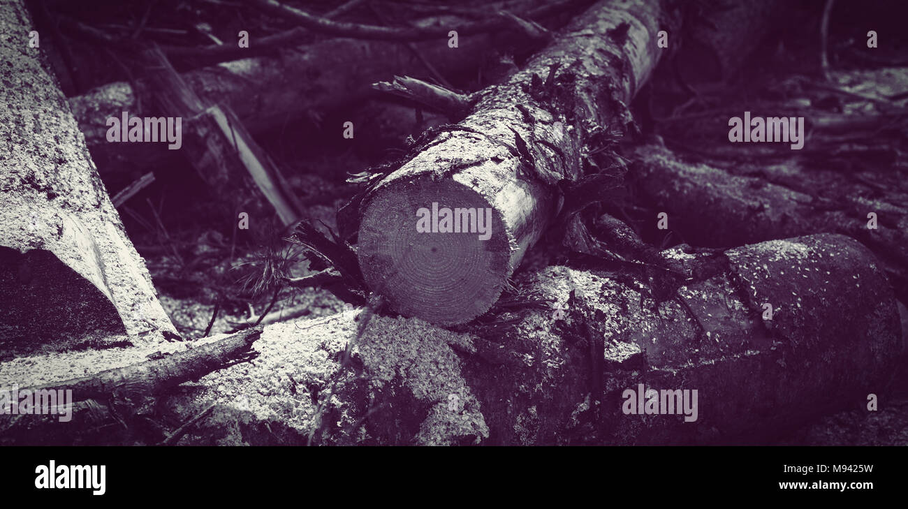 Log wood fallen environmental hi-res stock photography and images - Alamy