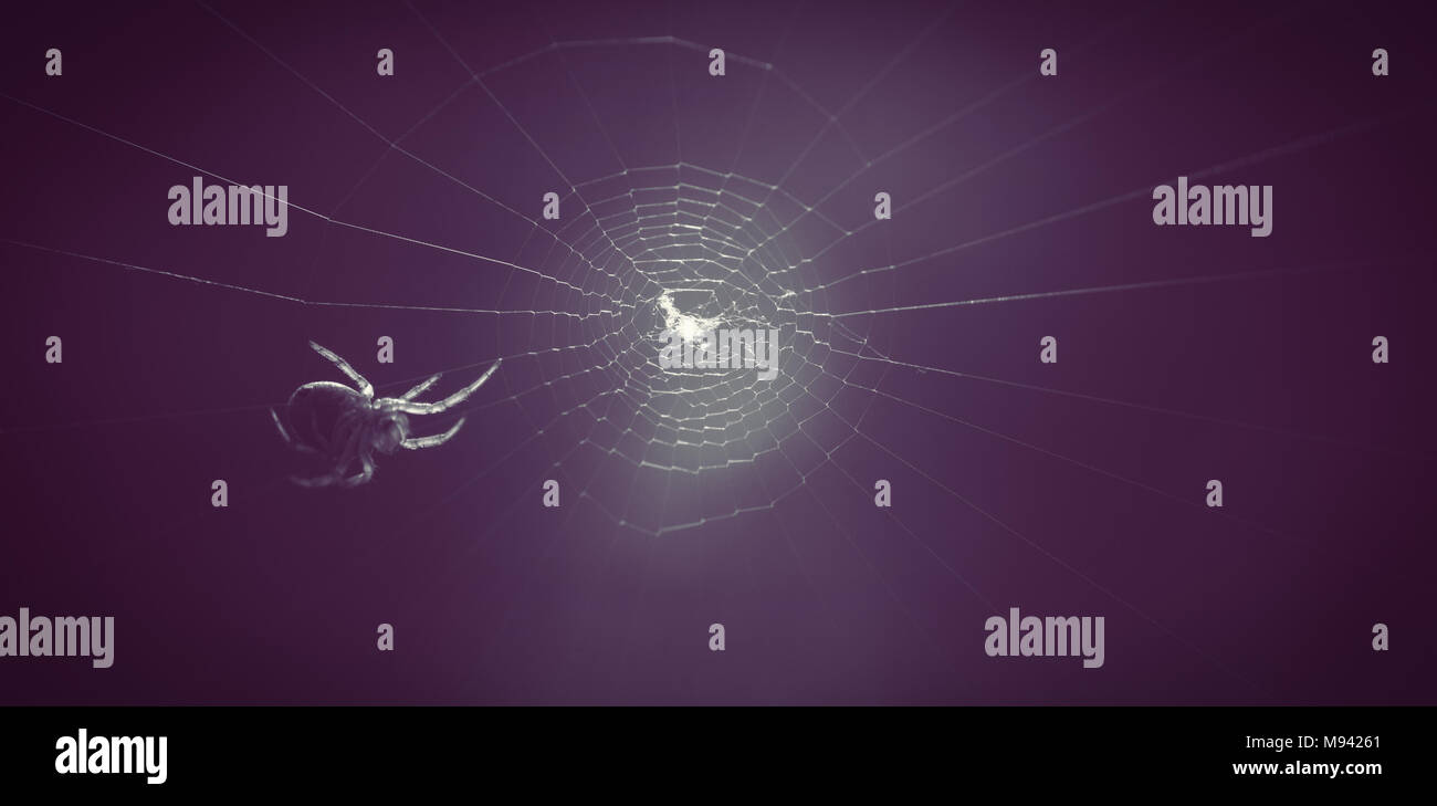 Spider with spiderweb hi-res stock photography and images - Alamy