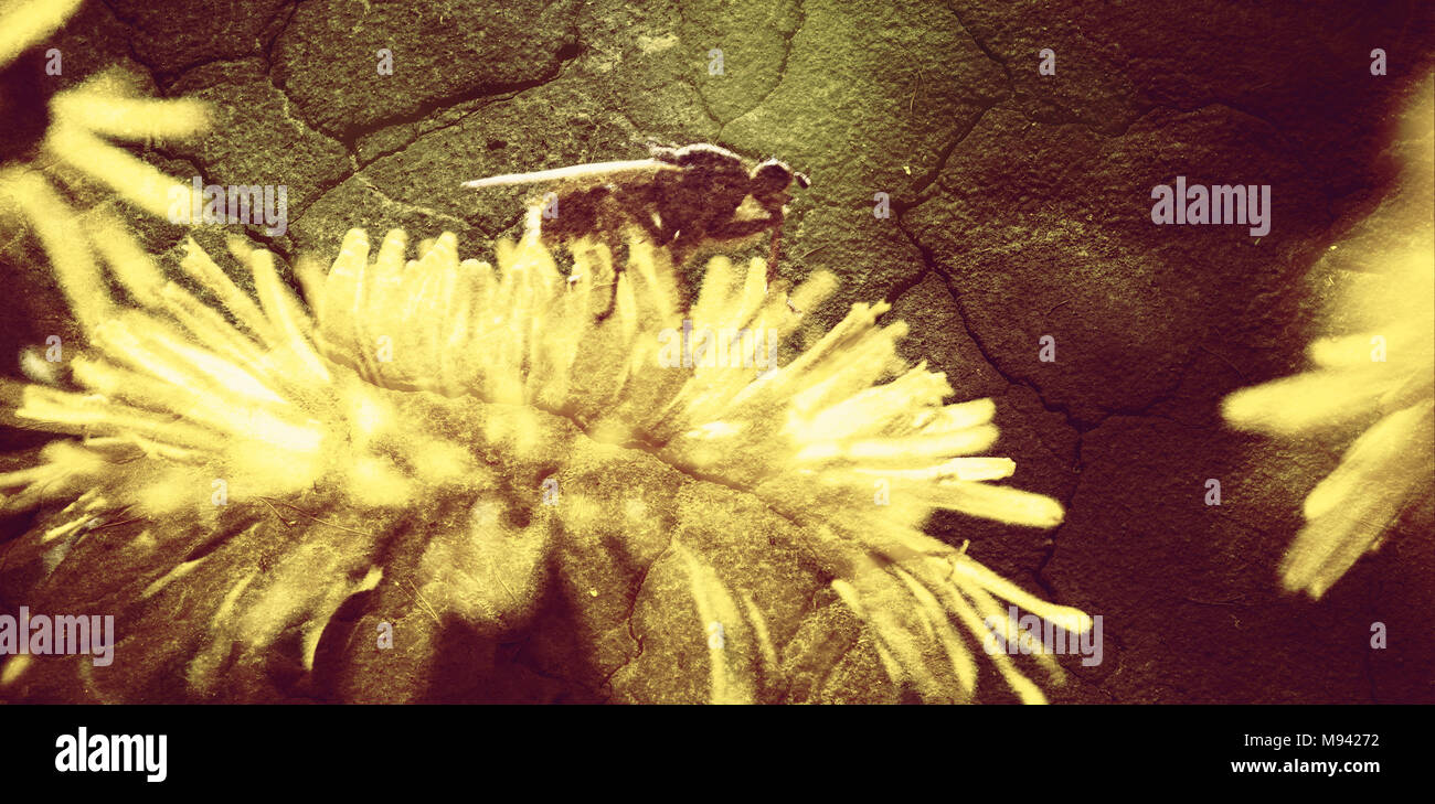 Daisy flower bee hi-res stock photography and images - Alamy