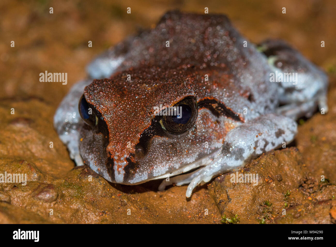 Burrowing Frog Stock Photos & Burrowing Frog Stock Images - Alamy