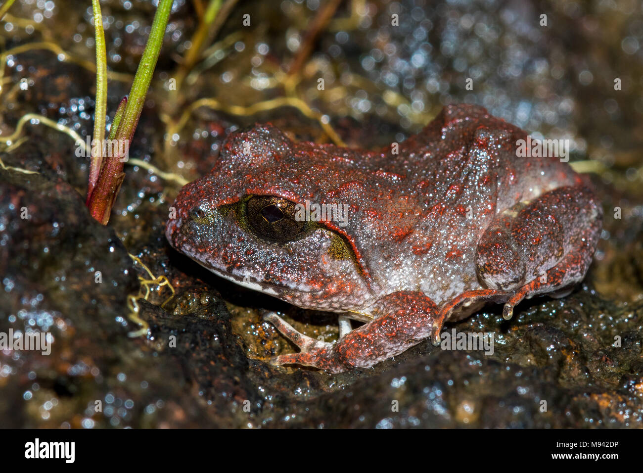 Burrowing frog hi-res stock photography and images - Alamy