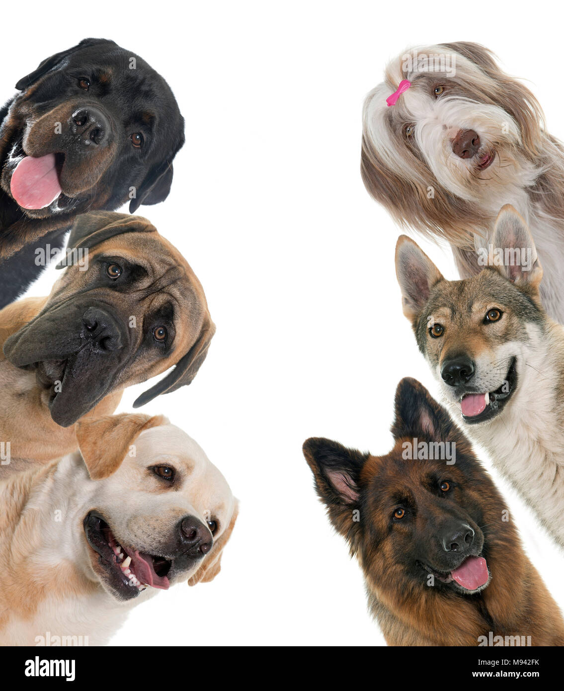 group of dogs in front of white background Stock Photo - Alamy