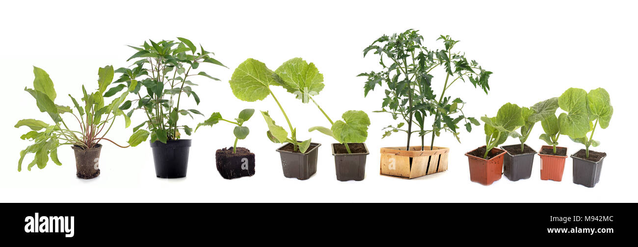 vegetables plants in front of white background Stock Photo - Alamy