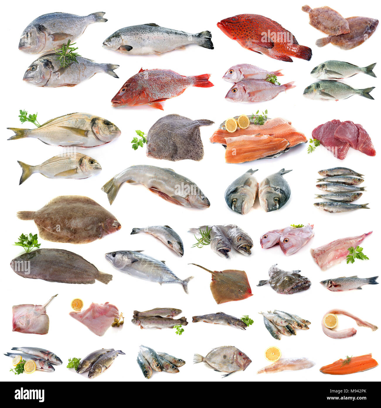 group of fish in front of white background Stock Photo - Alamy