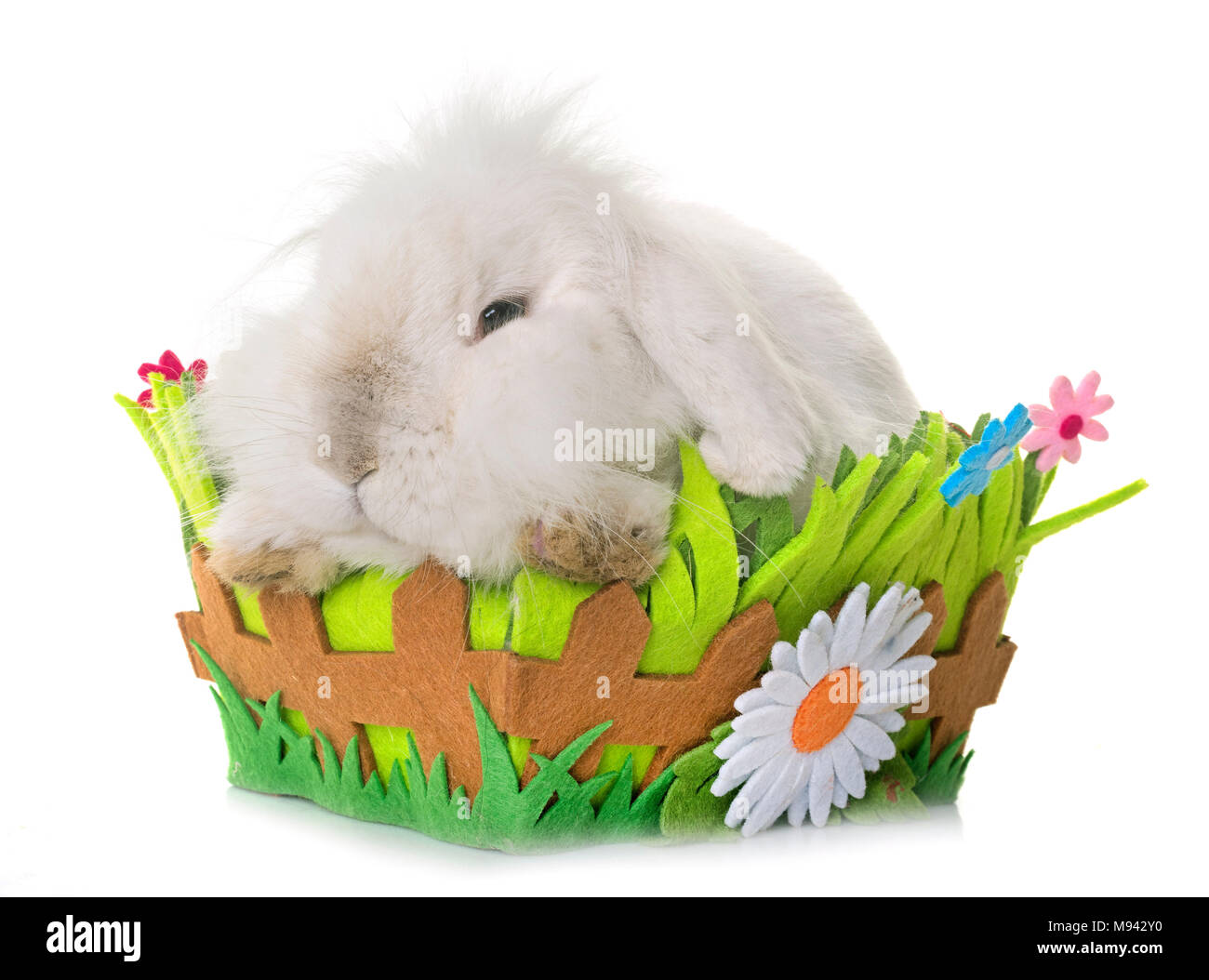 aries rabbit in front of white background Stock Photo - Alamy