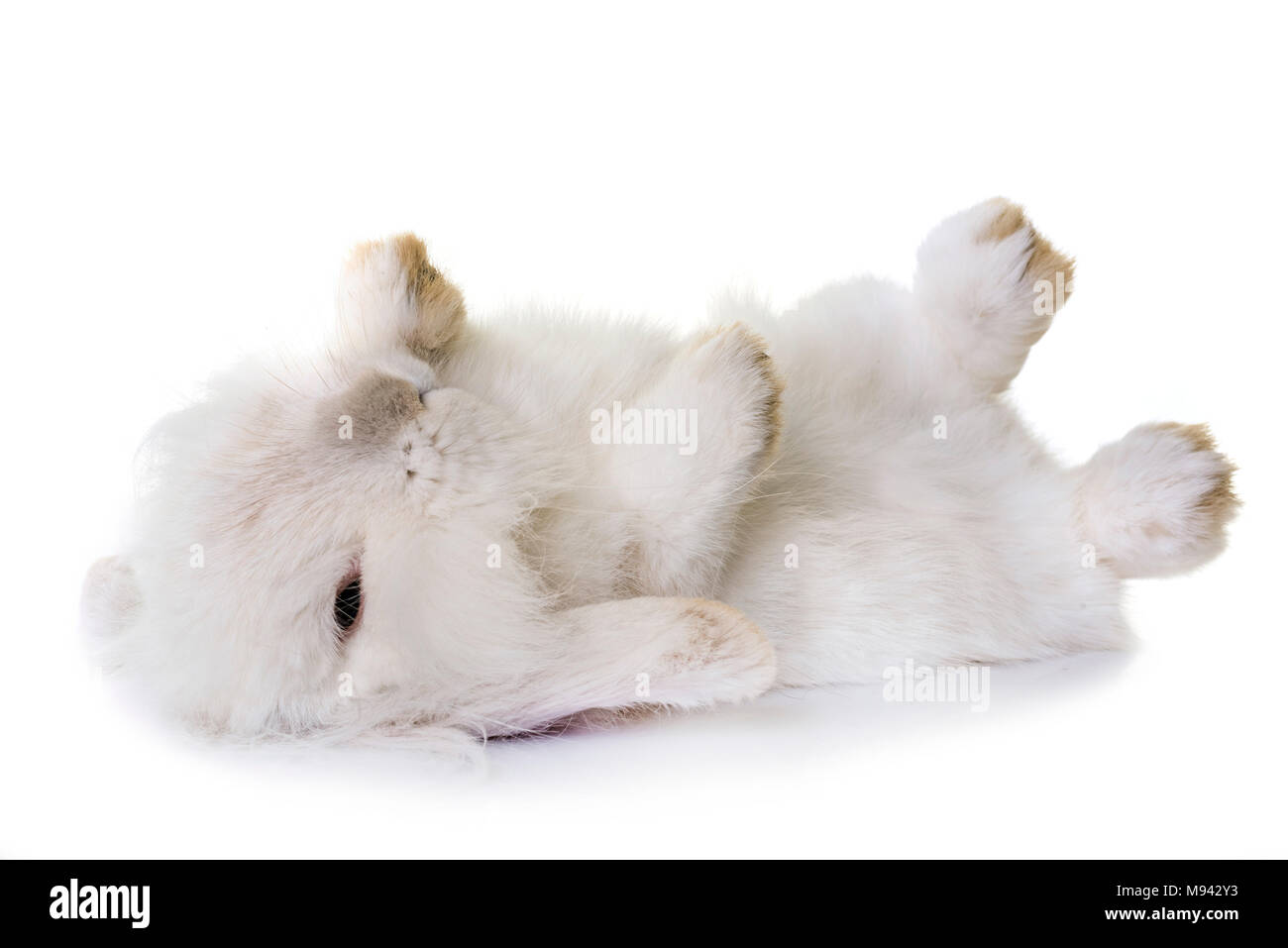 aries rabbit in front of white background Stock Photo - Alamy