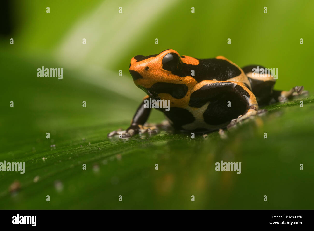 The lowland morph of the red headed poison frog (Ranitomeya fantastica ...