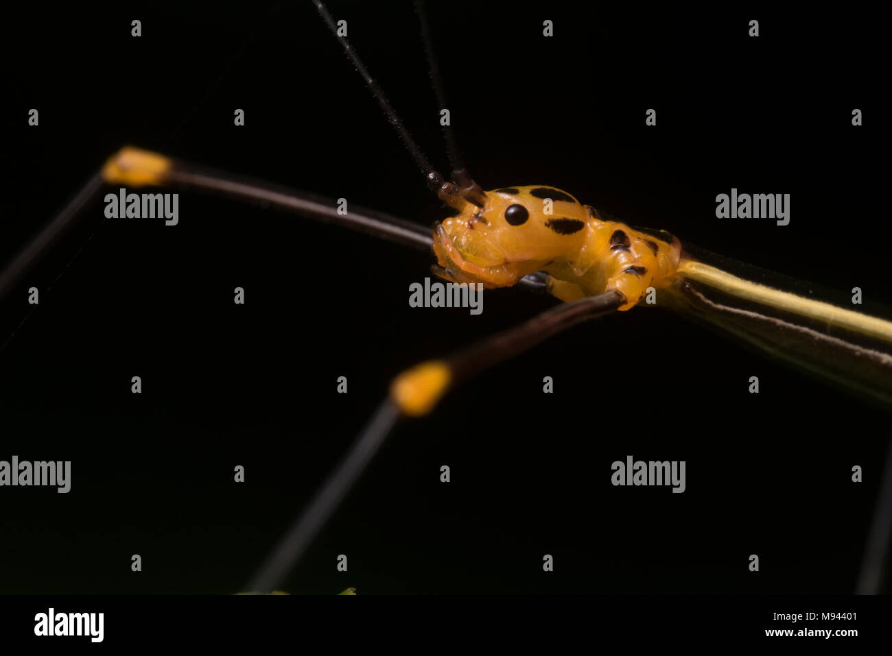 A tropical walking stick from Peru, most stick insects rely on their ...