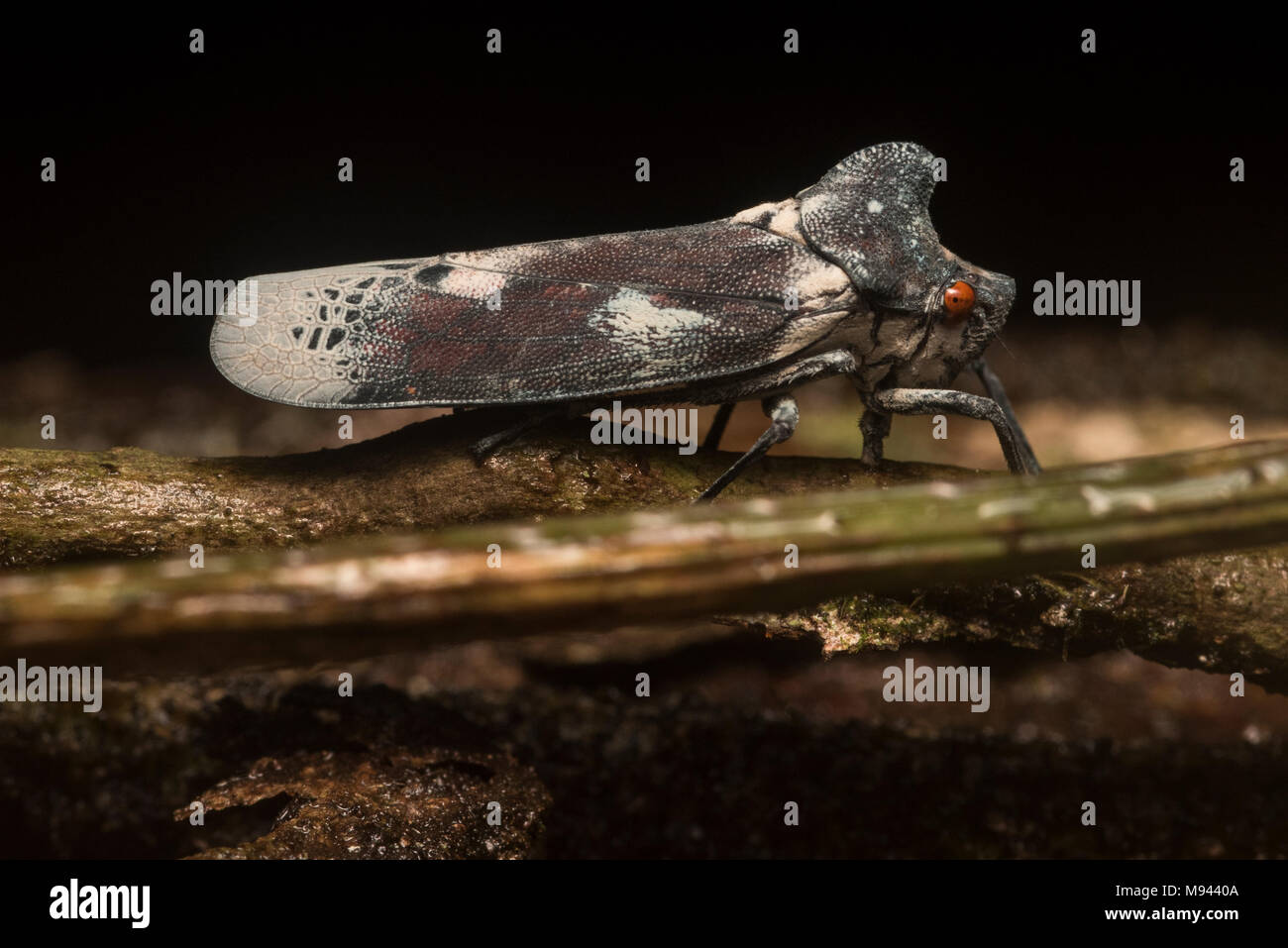 Tropical tree hopper hi-res stock photography and images - Alamy