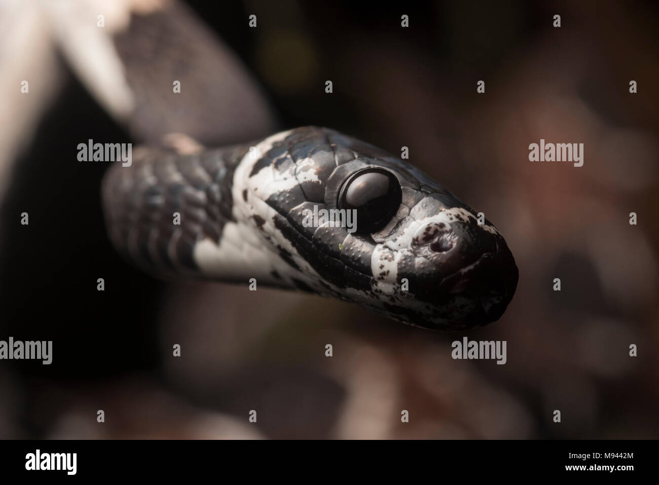A close up of a Catesby's snail eating snake (Dipsas catesbyi) a pretty ...