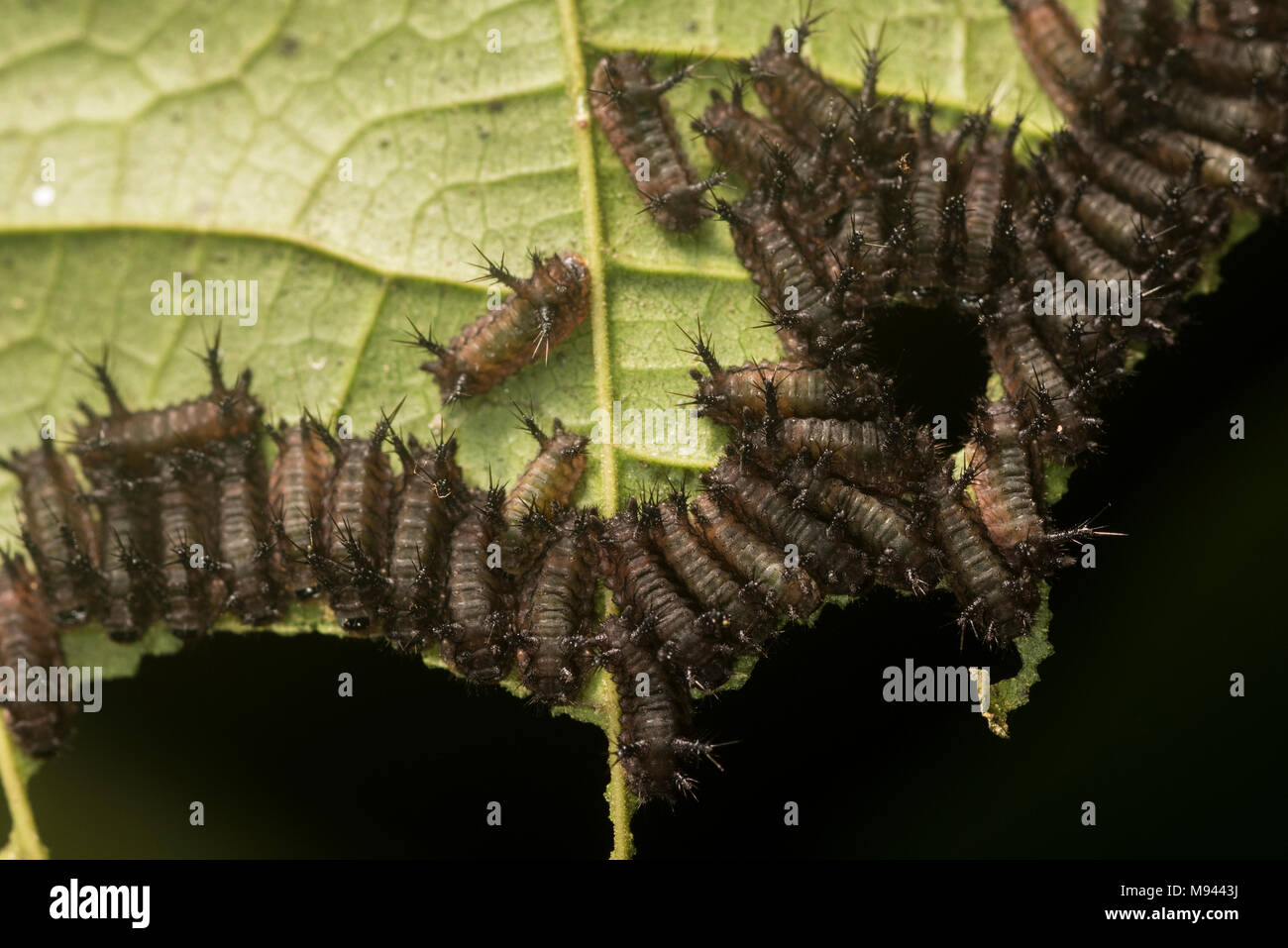 A large group of slug moth caterpillars on a leaf, eating the foliage ...