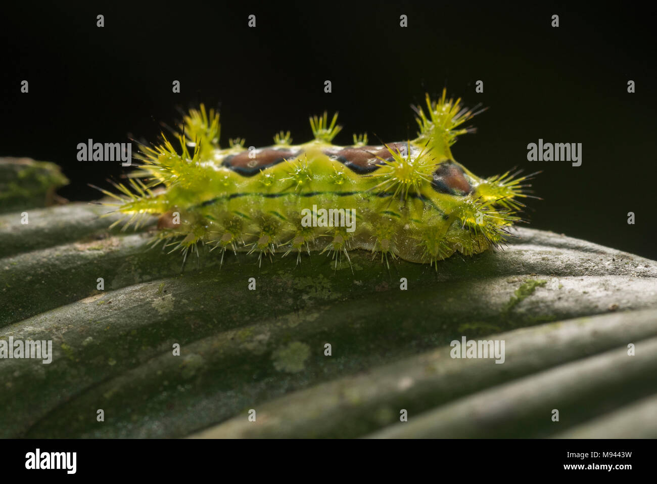 A stinging slug caterpillar that will eventually turn into one of the ...