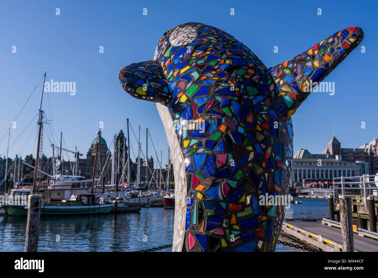 Victoria canada orca hi-res stock photography and images - Alamy