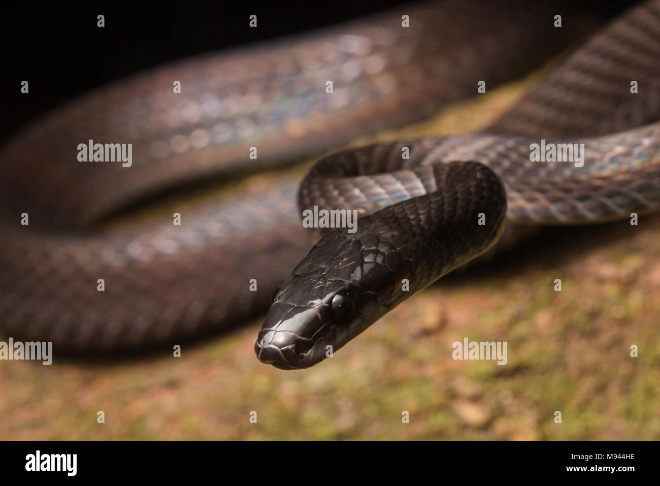 A old adult forest flame snake (Oxyrhopus petola) when young they have ...