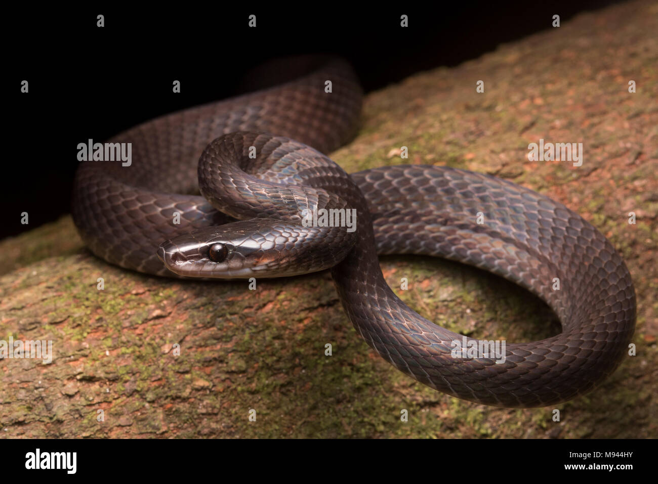 A old adult forest flame snake (Oxyrhopus petola) when young they have ...