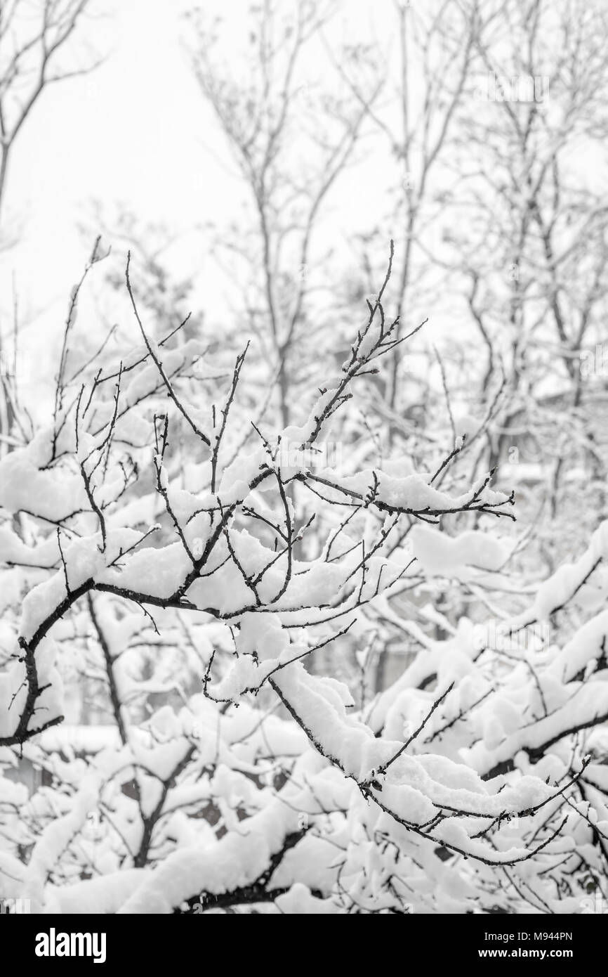 Branches of bushes in snow in the winter in cloudy snow weather Stock ...