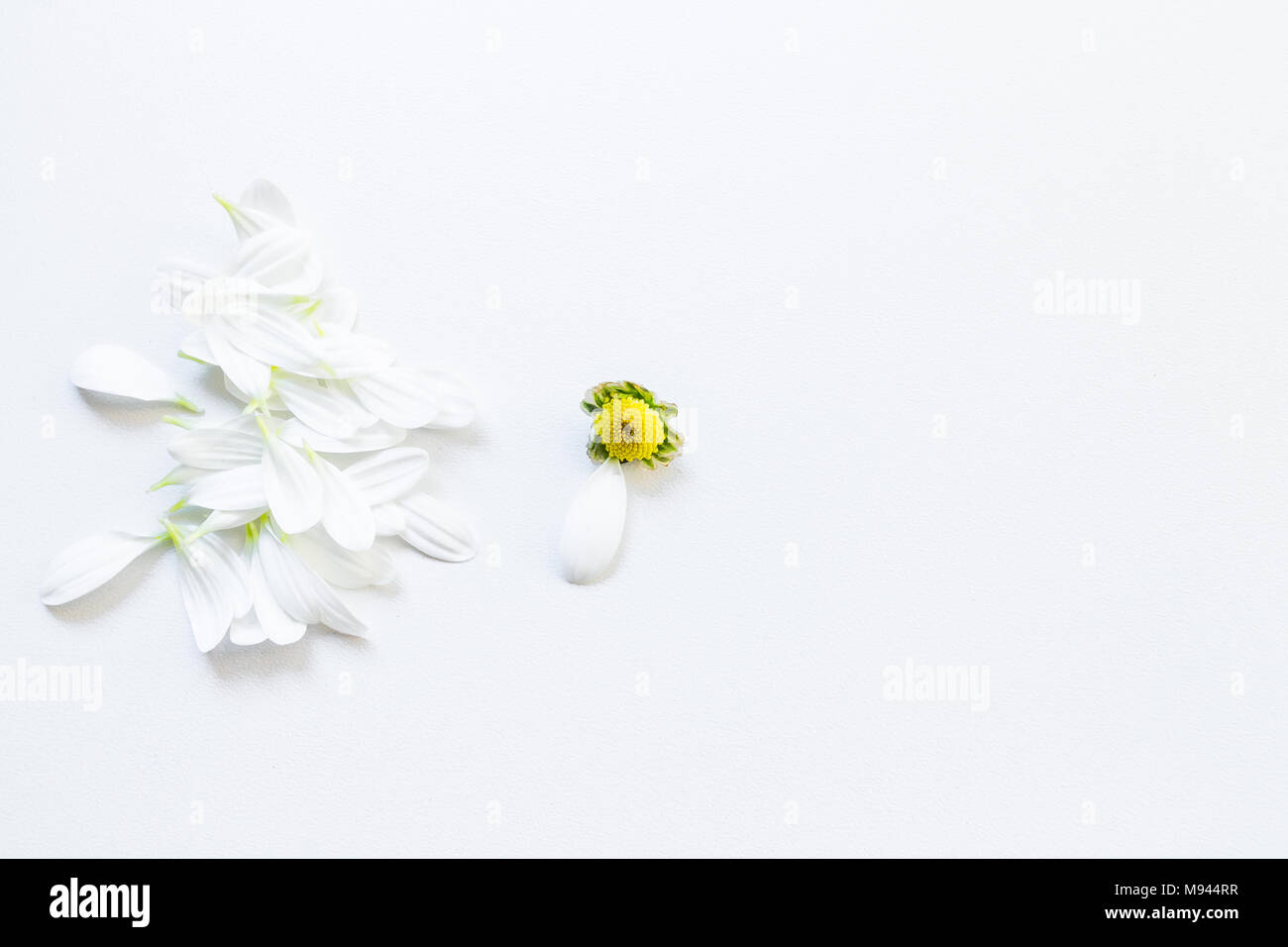 White flower without petals one left Stock Photo - Alamy
