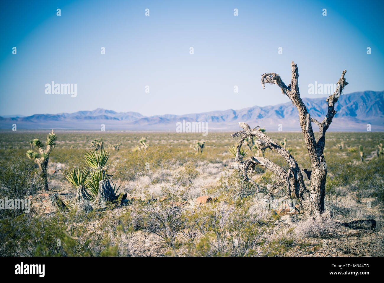 The desert of Death Valley Arizona Stock Photo - Alamy