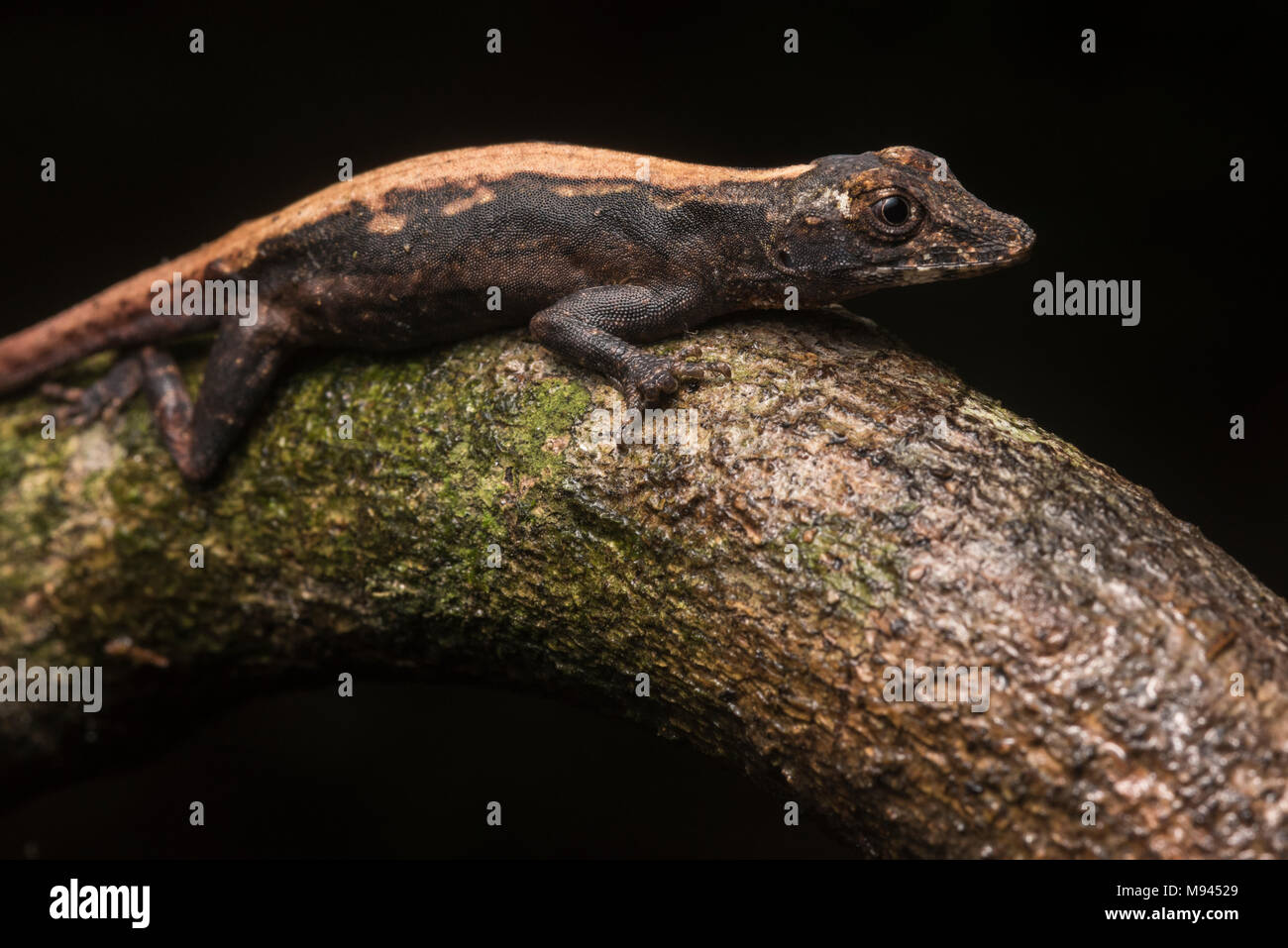 A forest anole from the Peruvian rainforest. These reptiles are ...