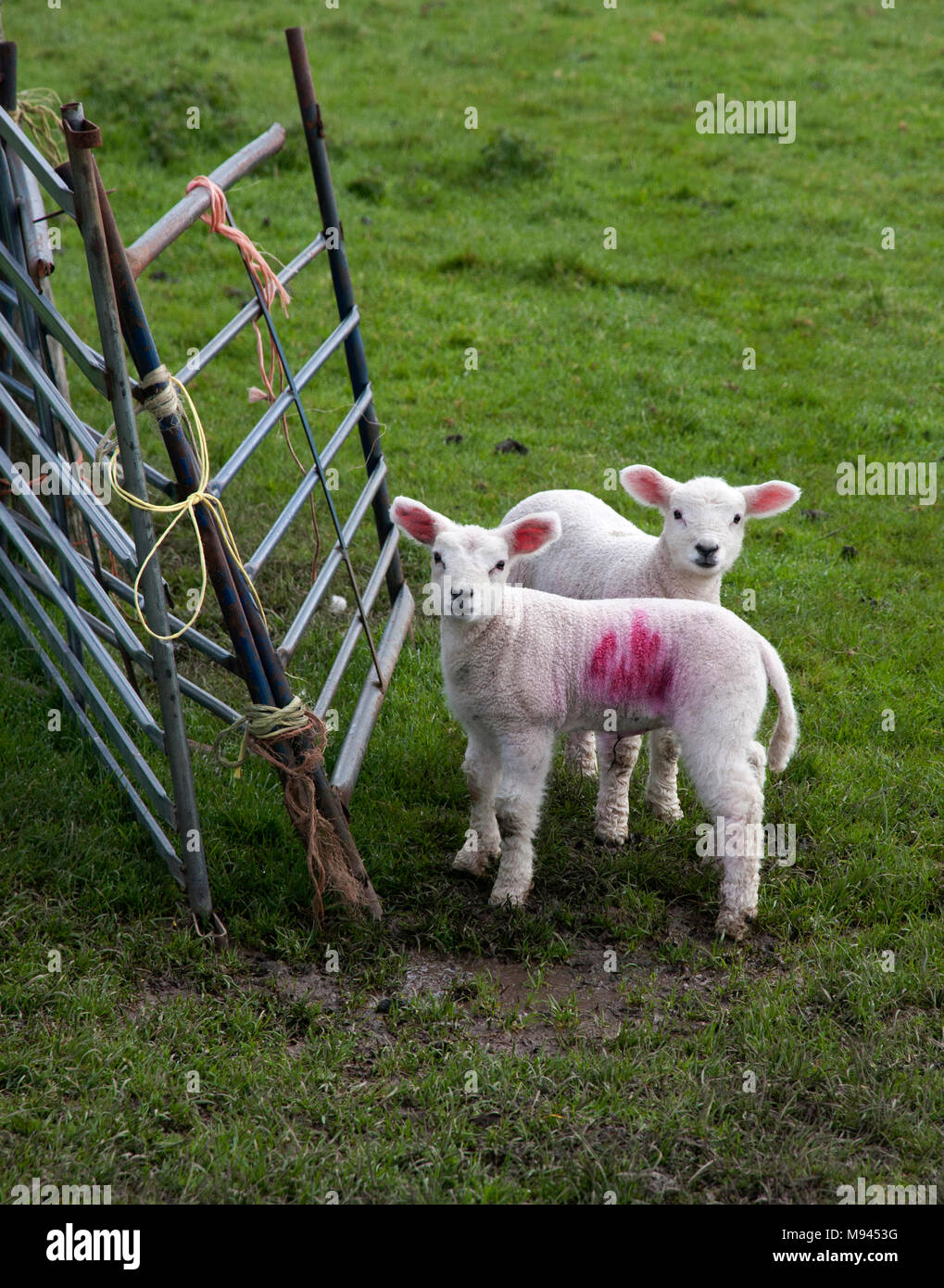 Lambs young spring hi-res stock photography and images - Alamy