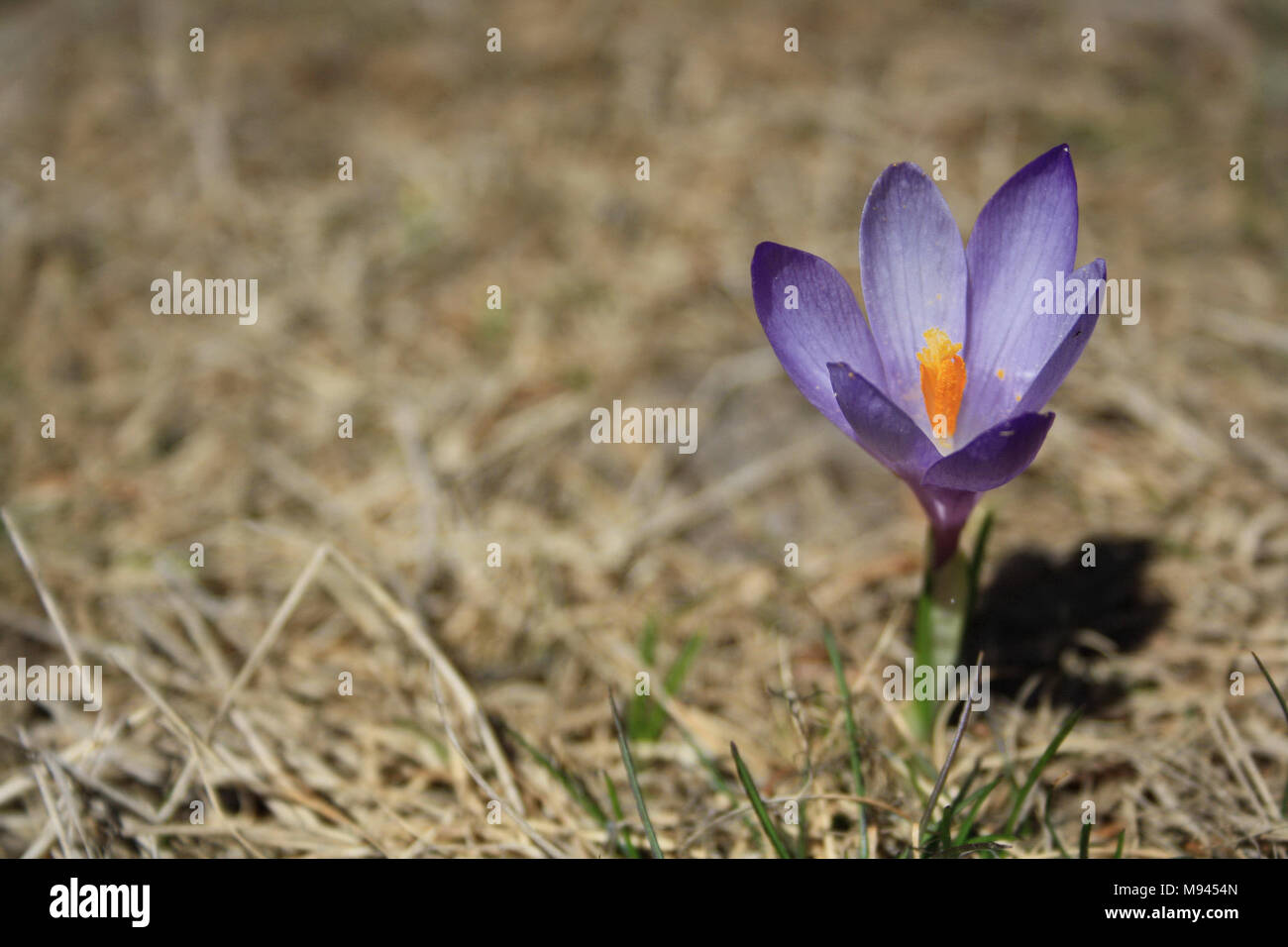 Single violet crocus in bloom lit by the sun during spring. The photo ...