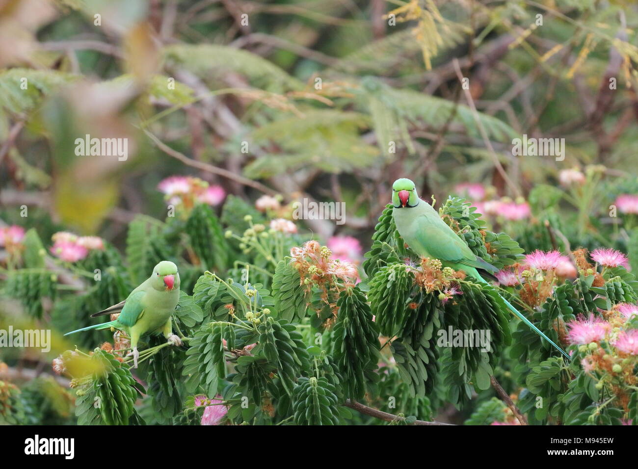 Parrots On Tree Top Stock Photo - Alamy