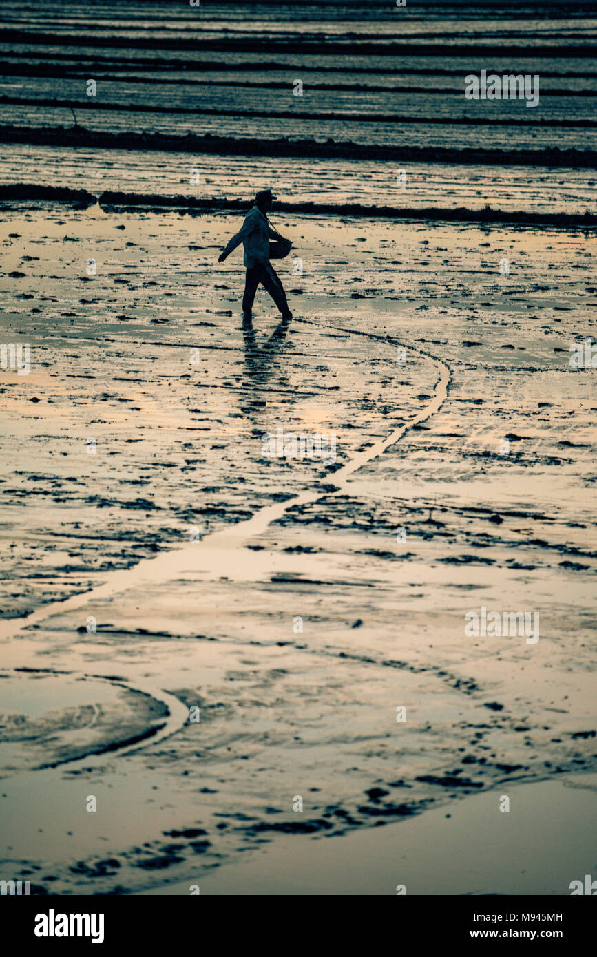 Farmer walks in rice field hi-res stock photography and images - Alamy