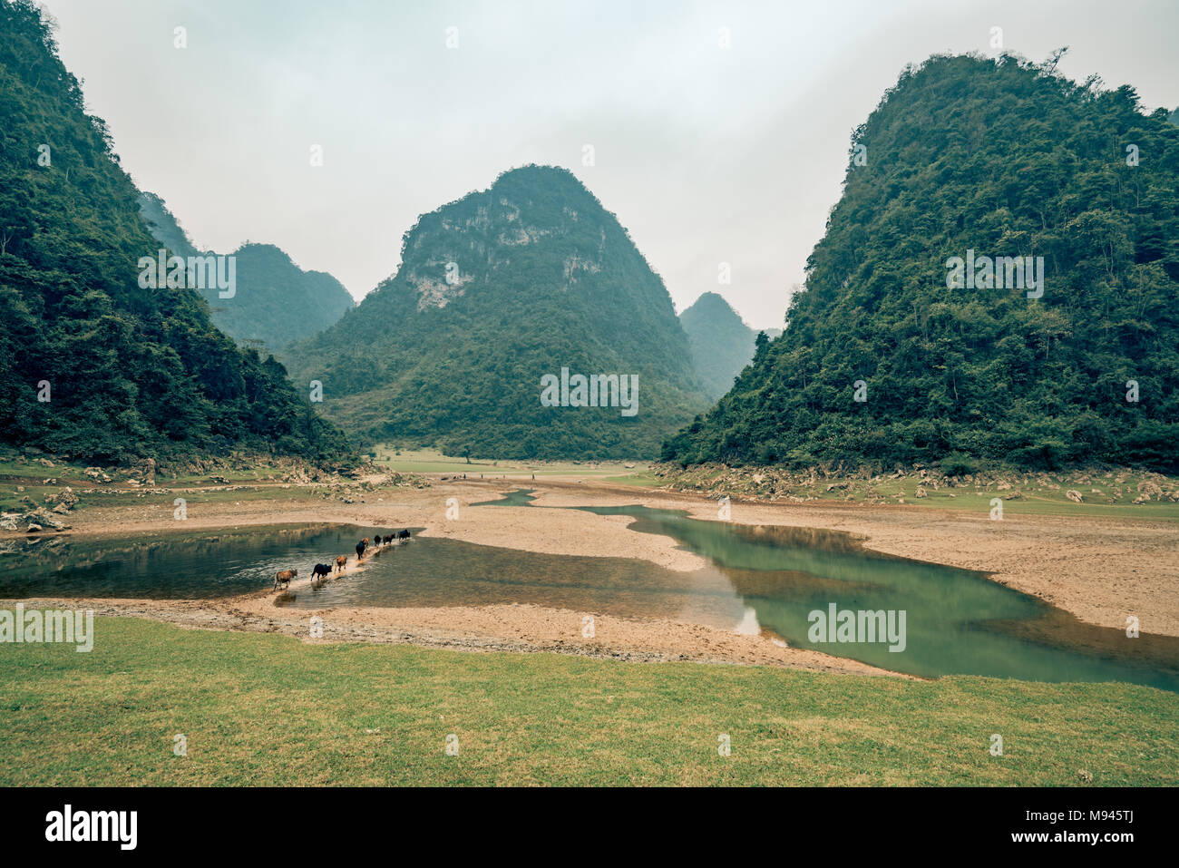 cattle cross a small path between water in a field in Vietnam Stock ...