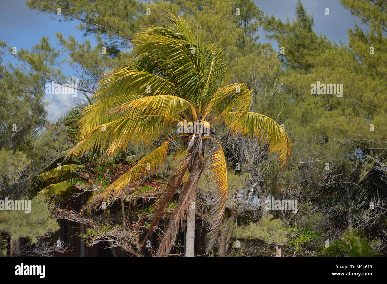 A coconut tree on a beach at Playa del Carmen, Mexico Stock Photo - Alamy