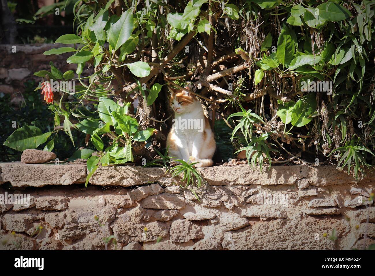 A feral Ginger and White Tabby cat takes shade from the sun in the ...